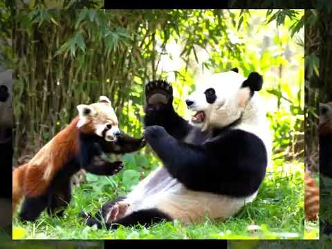 Panda merah sedang bermain