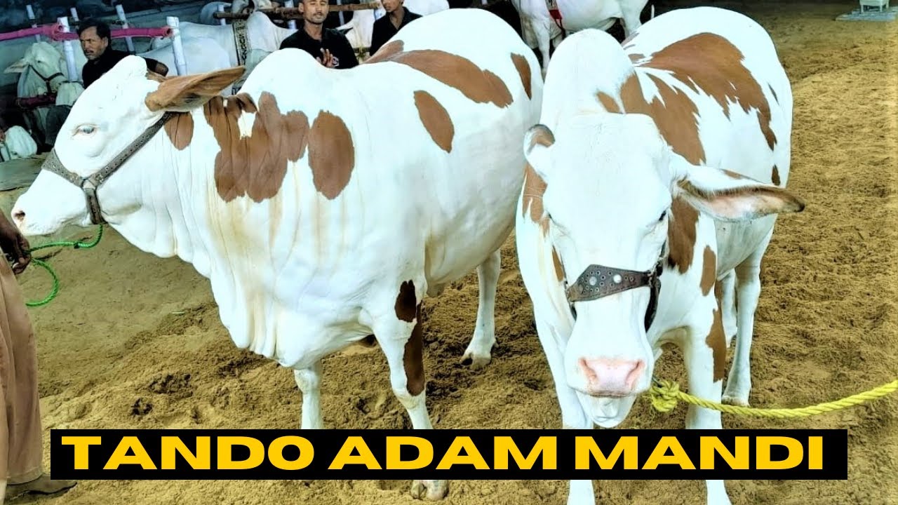 Tando Adam Cow Mandi | Cheapest Price Mandi In Sindh | Haseeb Khatri ...