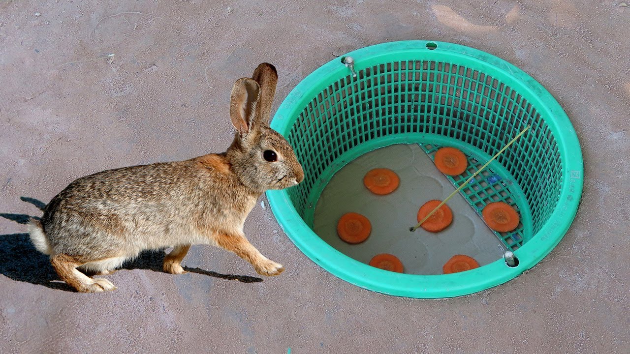 Boy Made Deep Hole Rabbit Trap Using Basket And Paper - Unique Rabbit ...
