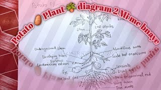 How to draw | Potato 🥔 Plant 🪴 diagram very easily!!..