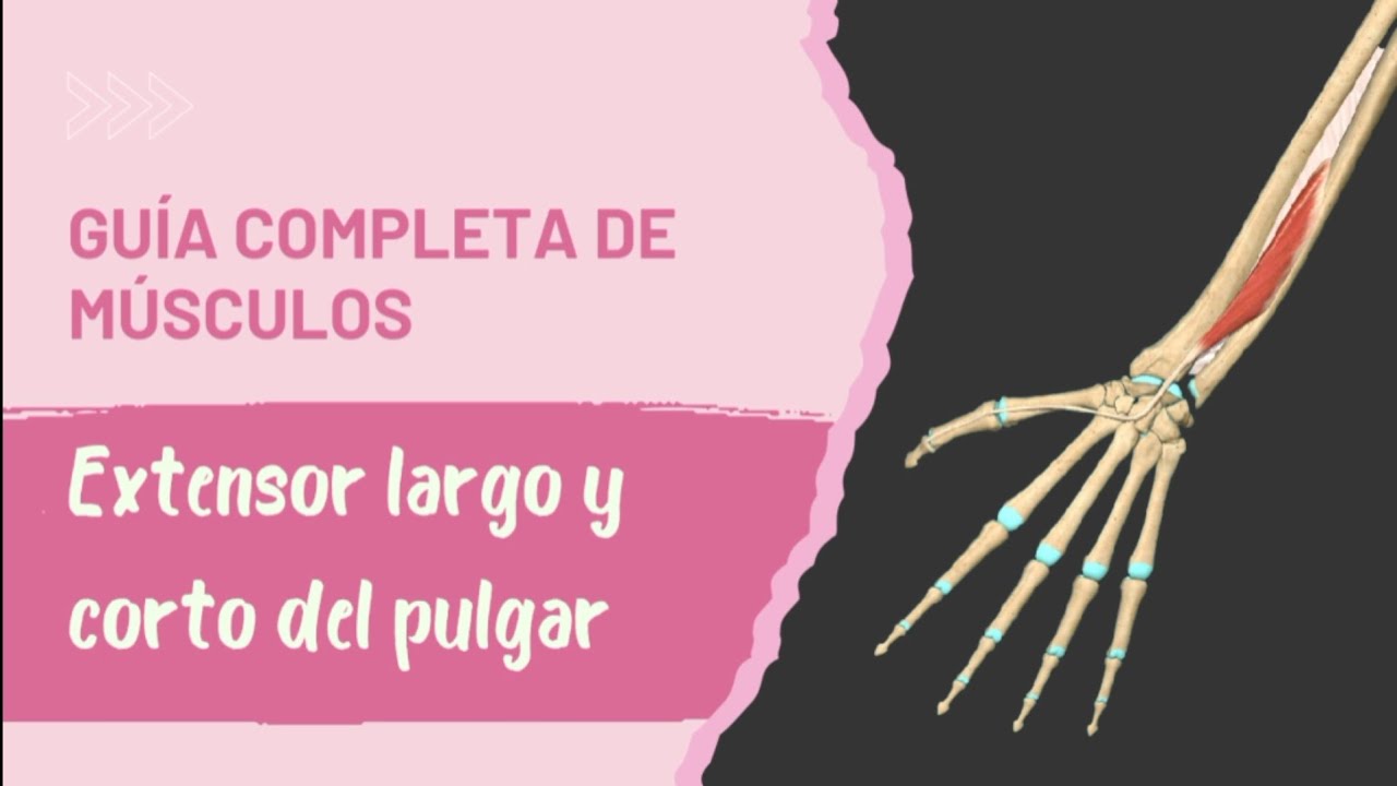 Músculos Extensor largo y corto del pulgar - PRUEBA MUSCULAR - YouTube