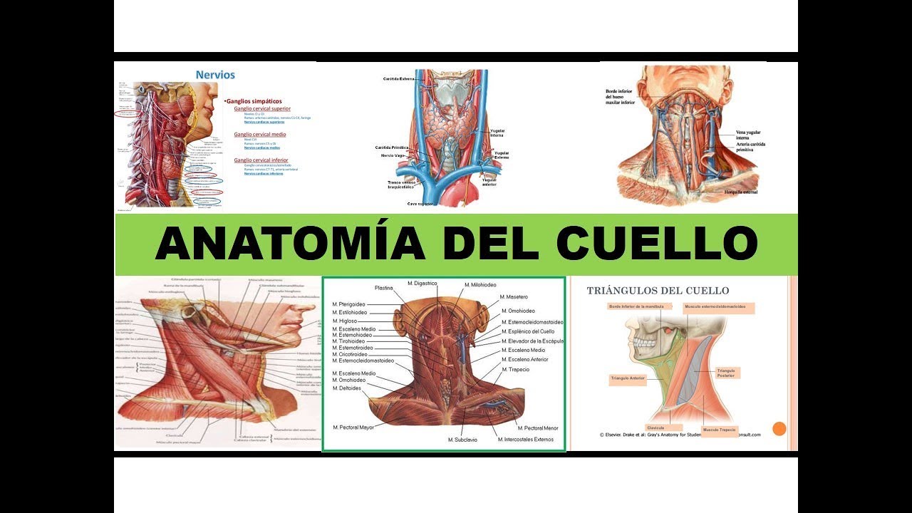 "ANATOMÍA DEL CUELLO" - YouTube