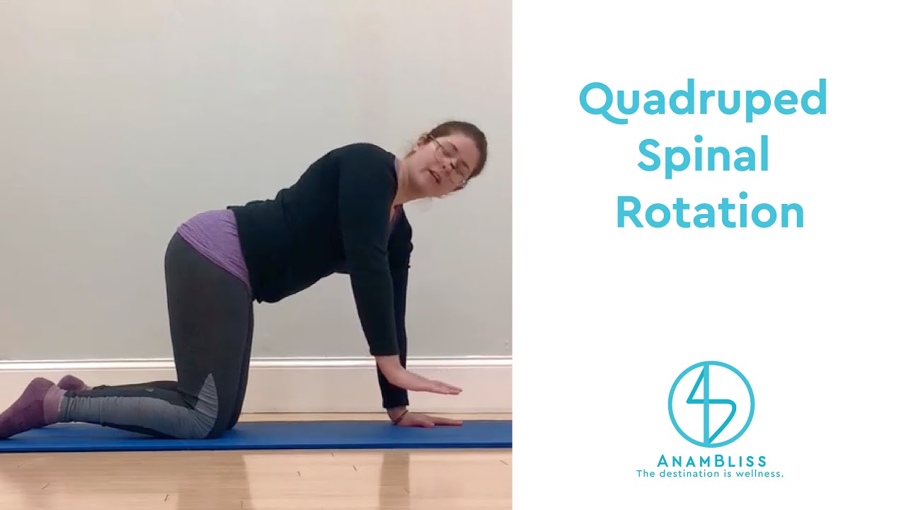 Quadruped Spinal Rotation - YouTube