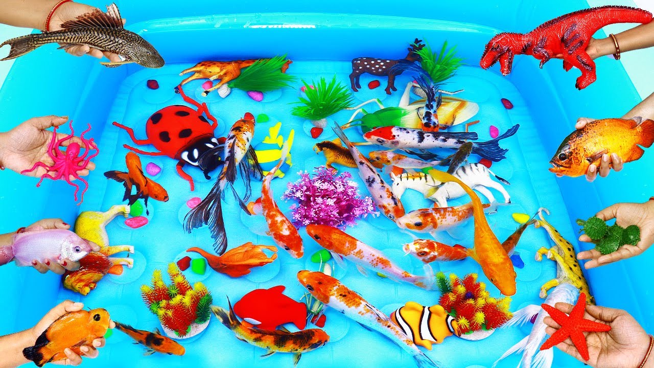 Pleco fish Japanese koi carp kissing fish Molly guppy puffer stone ...