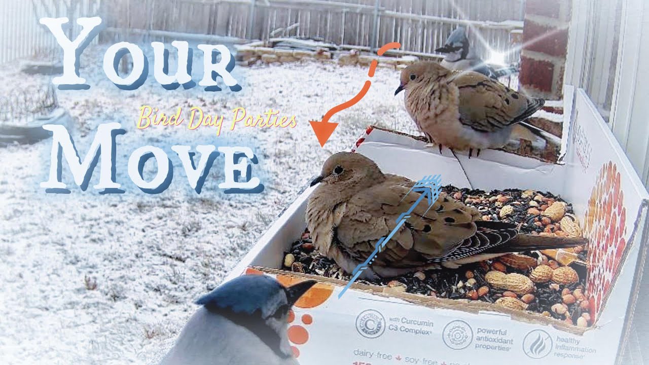 Blue Jay Bird Flank Formation: The Secret Move Revealed! - YouTube