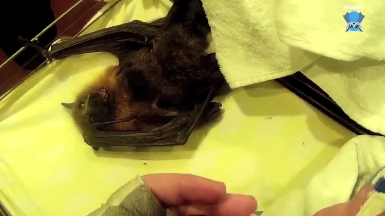 Juvenile flying-fox in care days 1 & 2: this is Waldo - YouTube