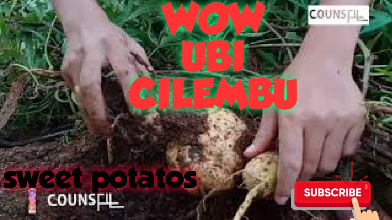 UBI CILEMBU DI PANEN || Cilembu sweet potatoes are harvested - YouTube