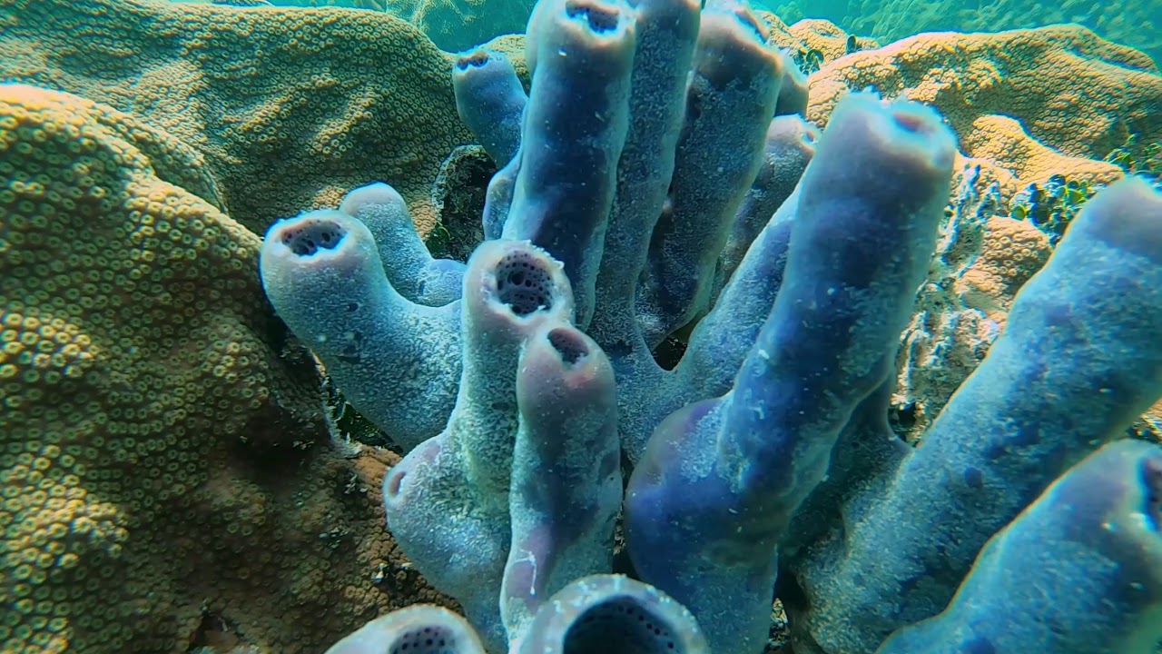 The Coral of Cheeca Rocks Coral Reef in Islamorada Florida - YouTube