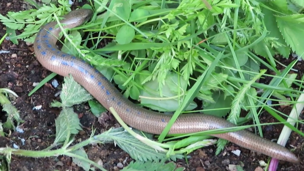 Viikon luontokuva: Vaskitsa - YouTube