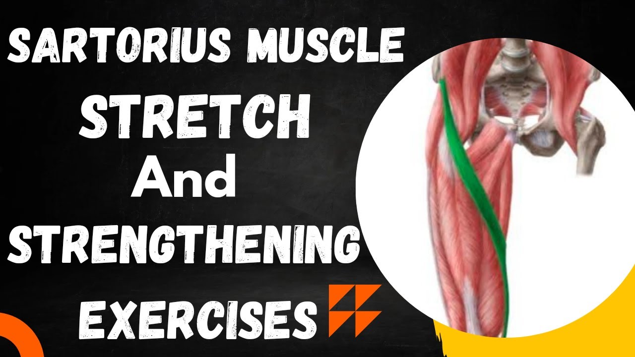 SARTORIUS MUSCLE Stretch and strengthening exercises 👍/SARTORIUS MUSCLE k Stretch aur ...