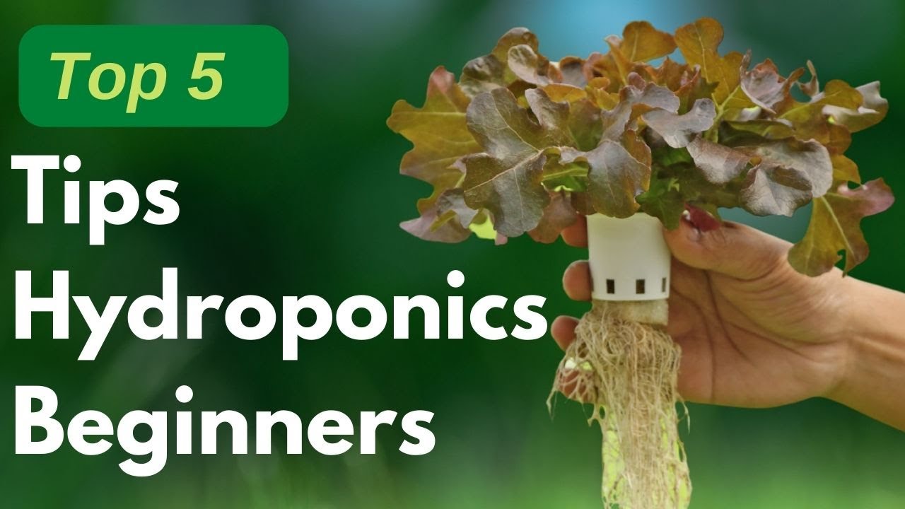 Top 5 Essential Things Every Hydroponics Beginners Needs to Know ...