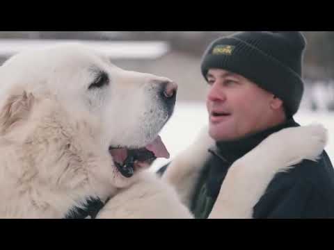 САМЫЕ БОЛЬШИЕ СОБАКИ В МИРЕ / ТОП 10