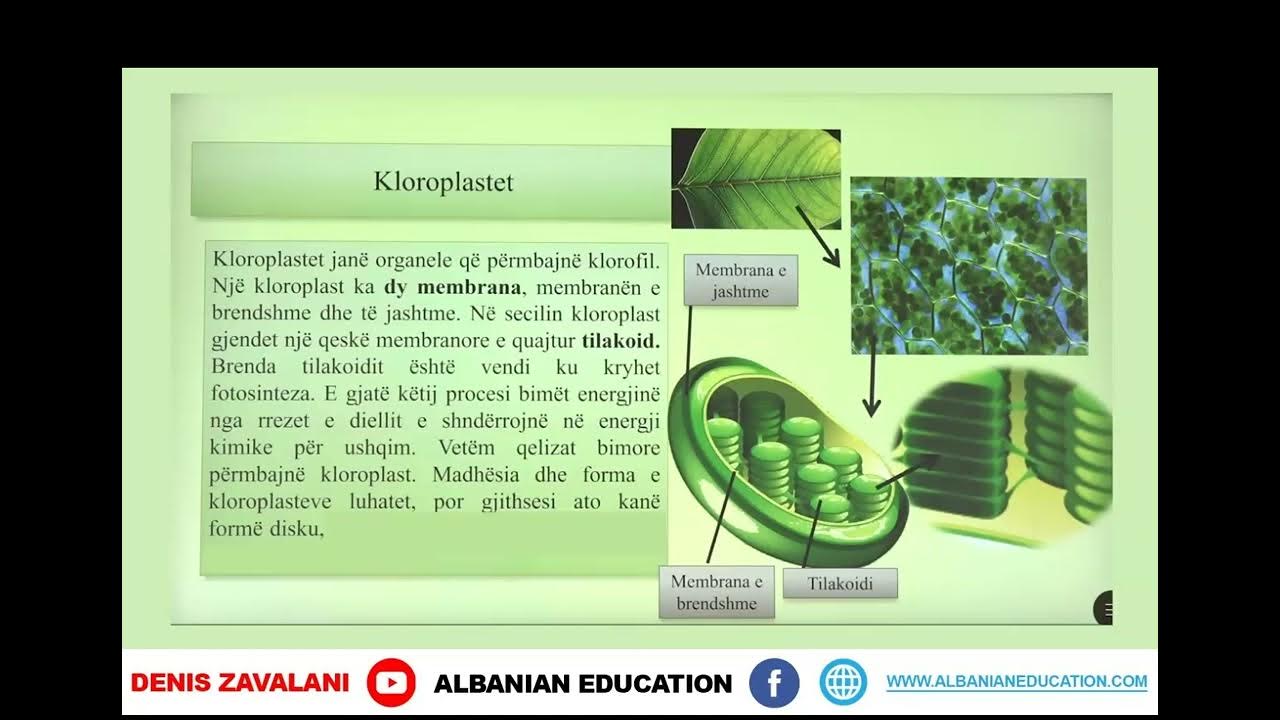 8 06 007 Java e katërt Biologji Dallimet në mes të qelizës bimore dhe shtazore - YouTube