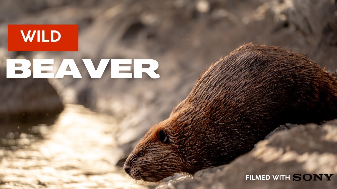 Wild Beaver eating branches and building a dam in Switzerland - YouTube