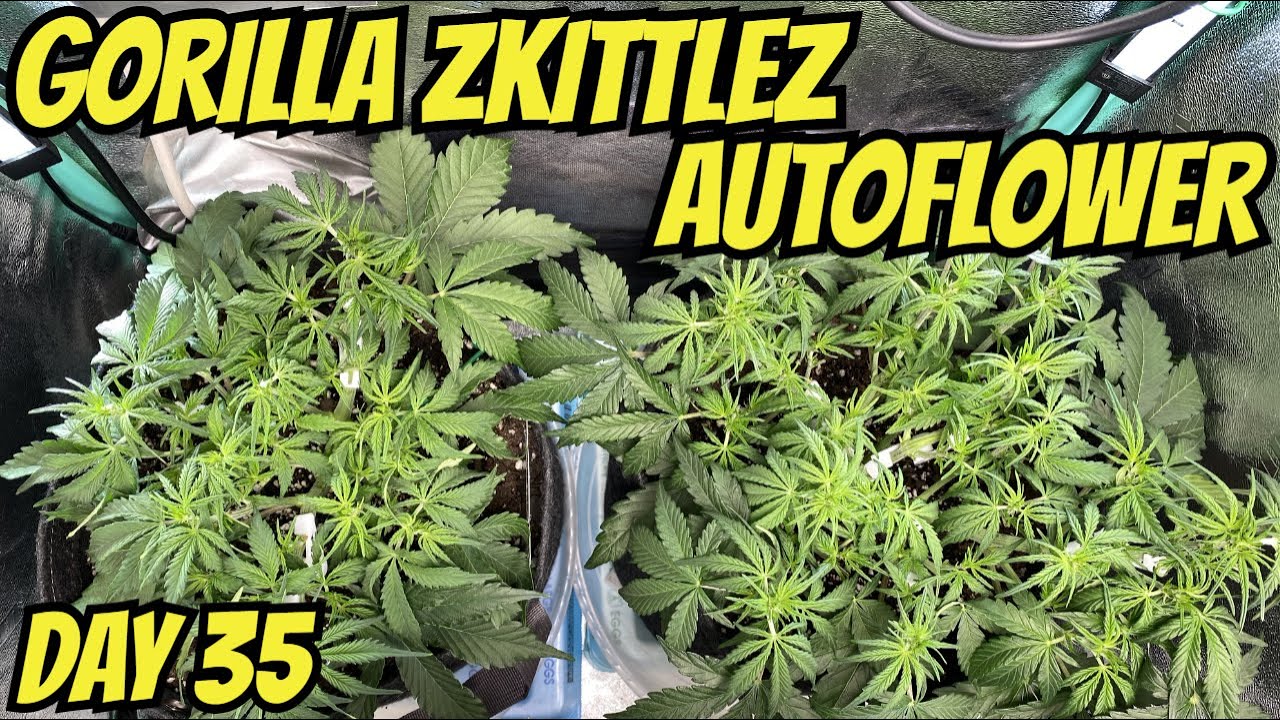 How I Grow Autoflowers: 420FastBuds Part 6: Gorilla Zkittlez - YouTube