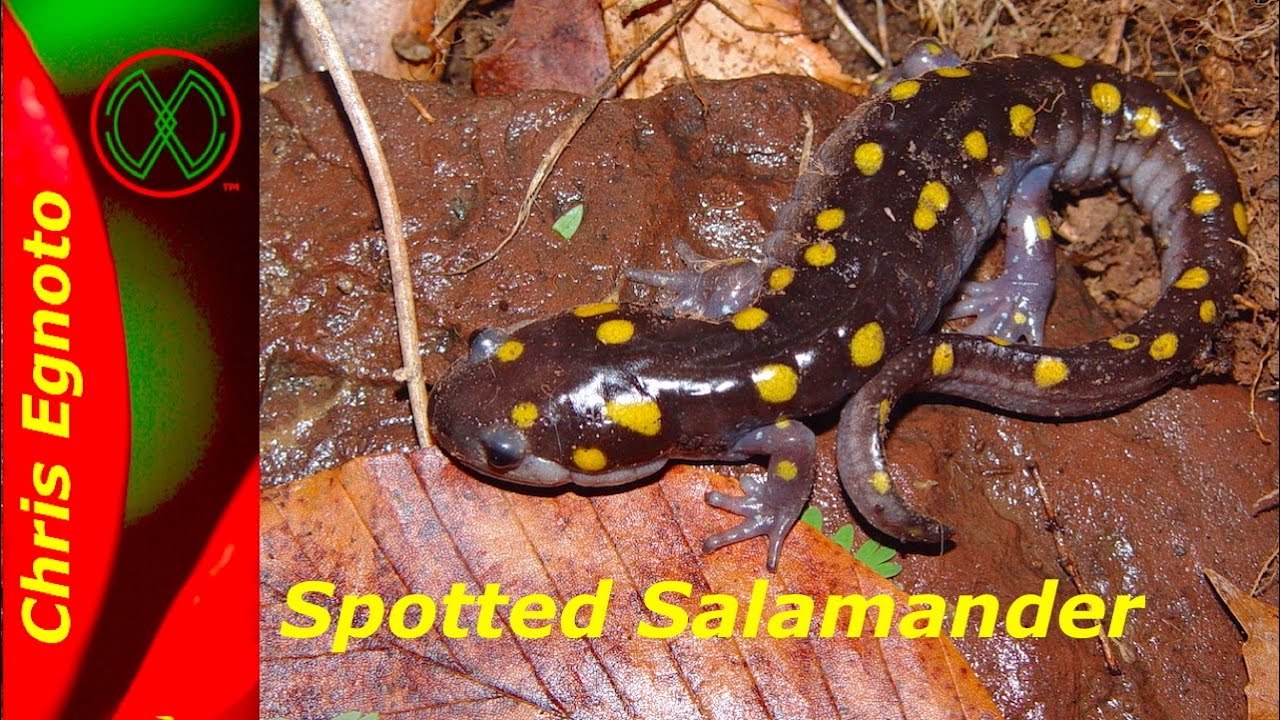 The Magnificent Spotted Salamander - A herping favorite. - YouTube
