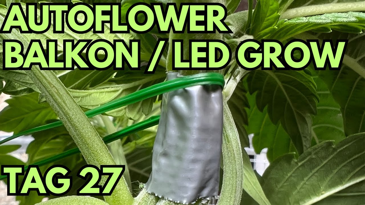 Autoflower Balkon / LED Grow • Tag 27 (Woche 4) - YouTube