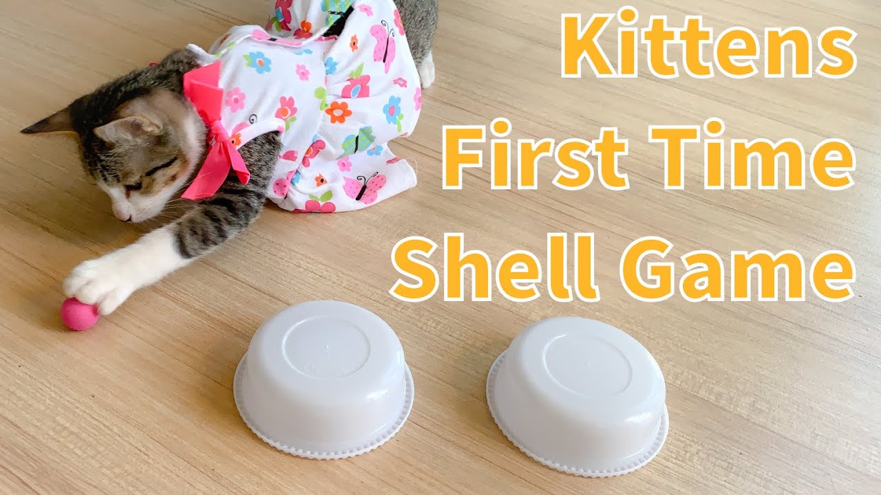 Cute Kittens play first shell game for fun or plays guessing where is ...