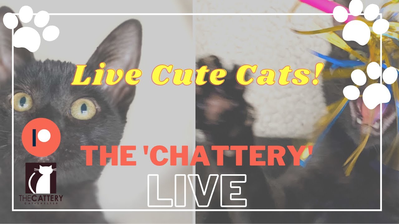 Join LIVE! The Chattery Cat Chat! - YouTube