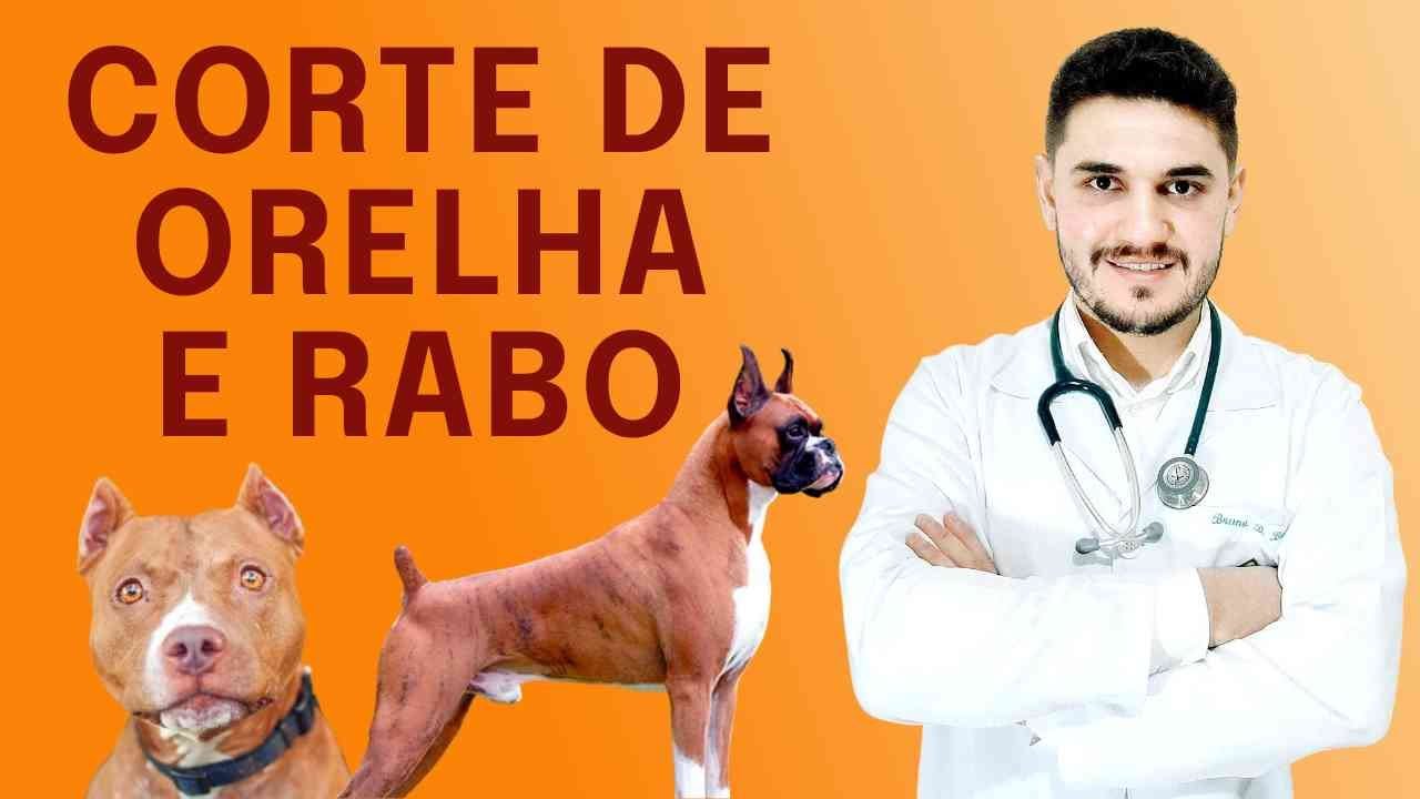 CAUDECTOMIA E CONCHECTOMIA ESTÉTICAS - YouTube