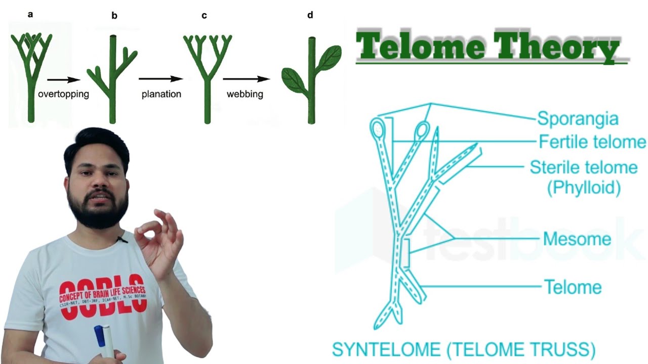 Telome Theory / what is Telome Theory/ टेलोम सिद्धांत क्या हैं / BY ...