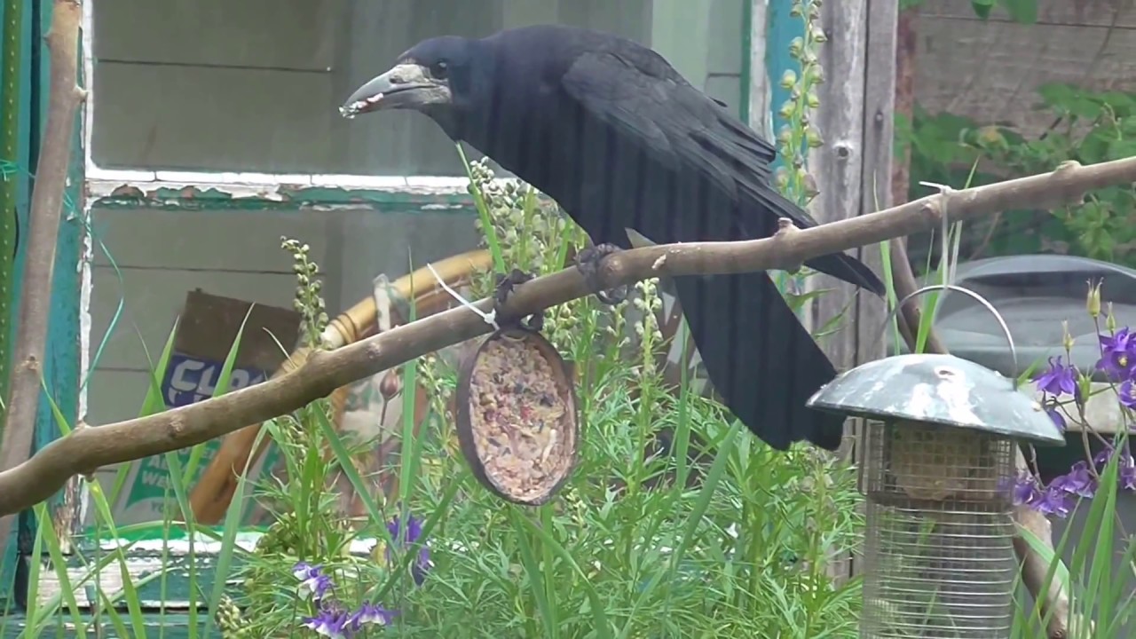 Rook at the bird feeder (changed after this so only small birds can get ...