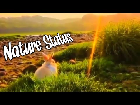 Nature status | whatsapp status morning | relaxing music for positive energy | Awesome video status