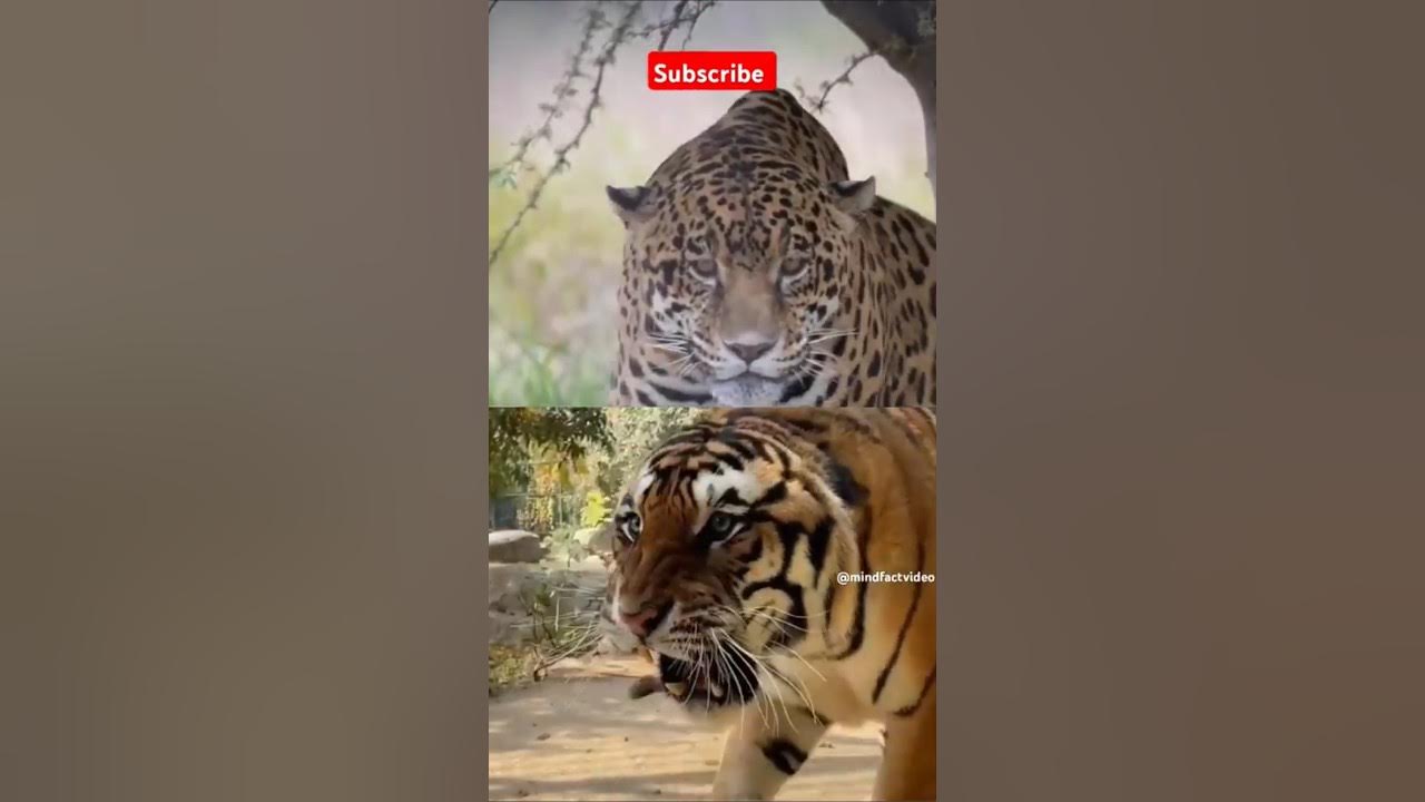 Tiger Vs Jaguar #animalscience #factsinhindi #facts - YouTube
