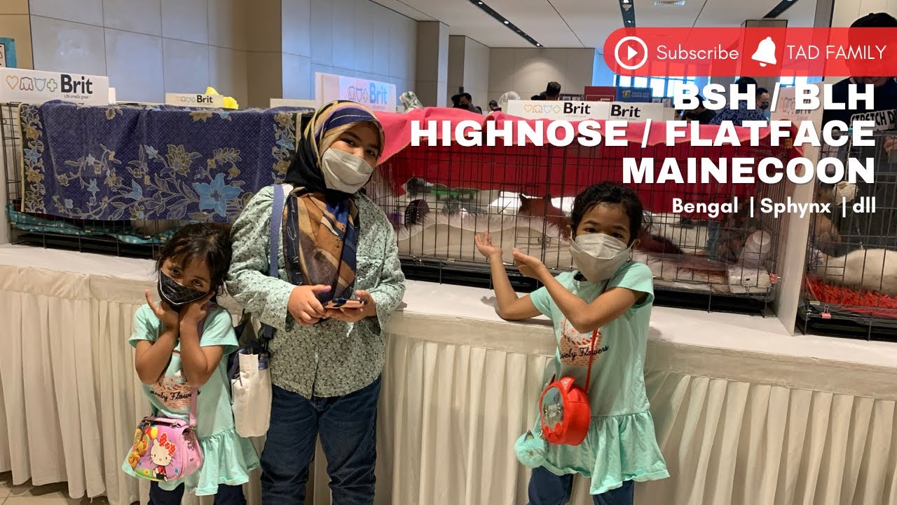 International cat show | pertandingan kucing comel antarabangsa| bsh ...