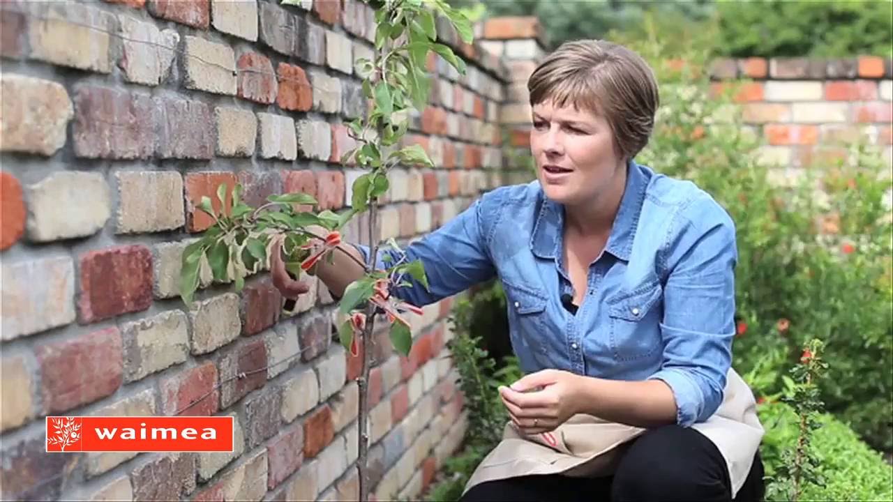 How to prune a central leader tree - YouTube