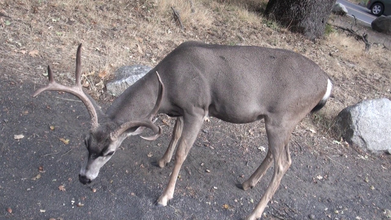 Yosemite Buck 9 17 - YouTube