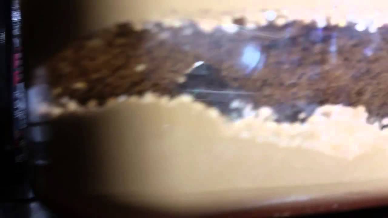 Home made Formicarium! - YouTube