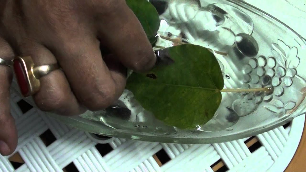 how to do Making skeletons at home but no chemicals!part 01!!!! - YouTube