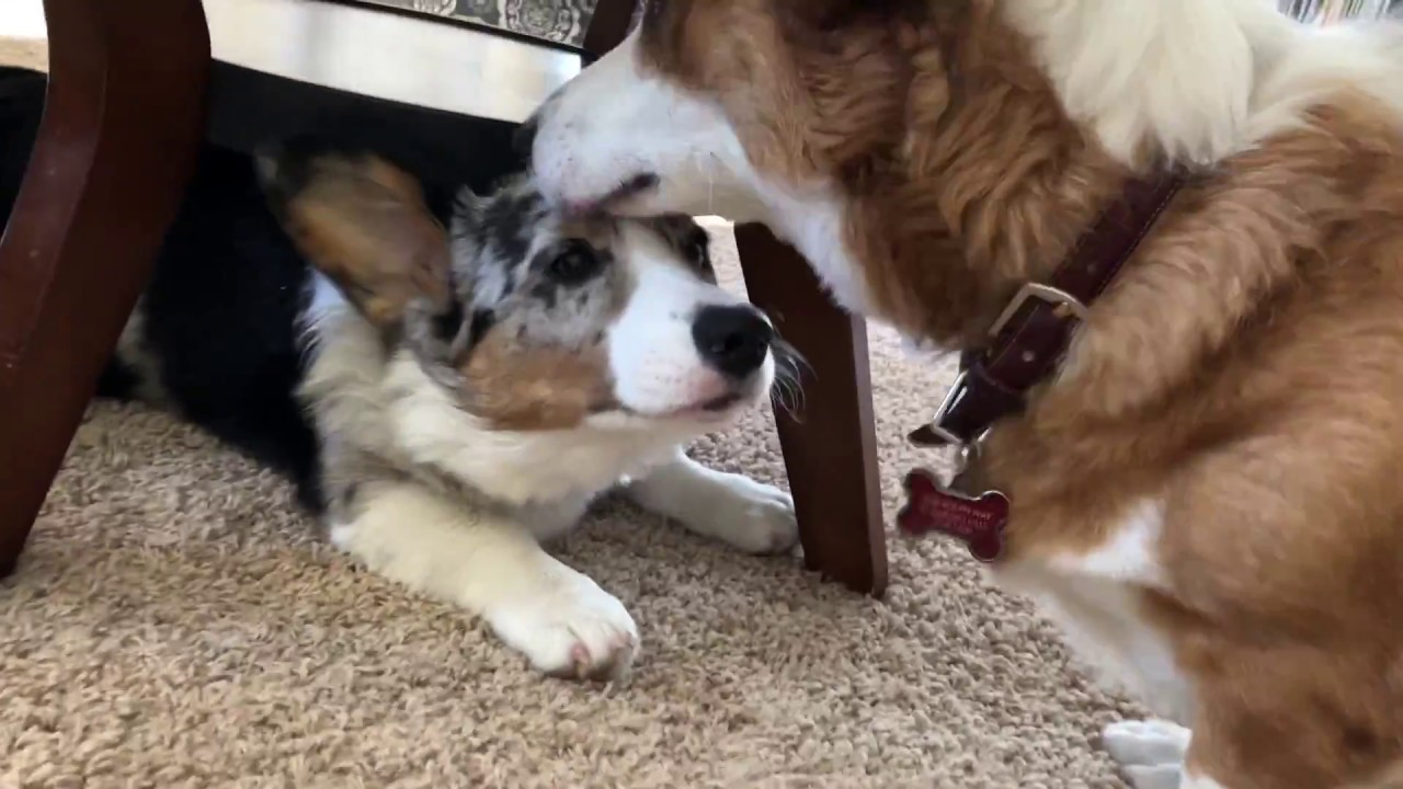 2 Cute Corgis Playing (Funny) - YouTube