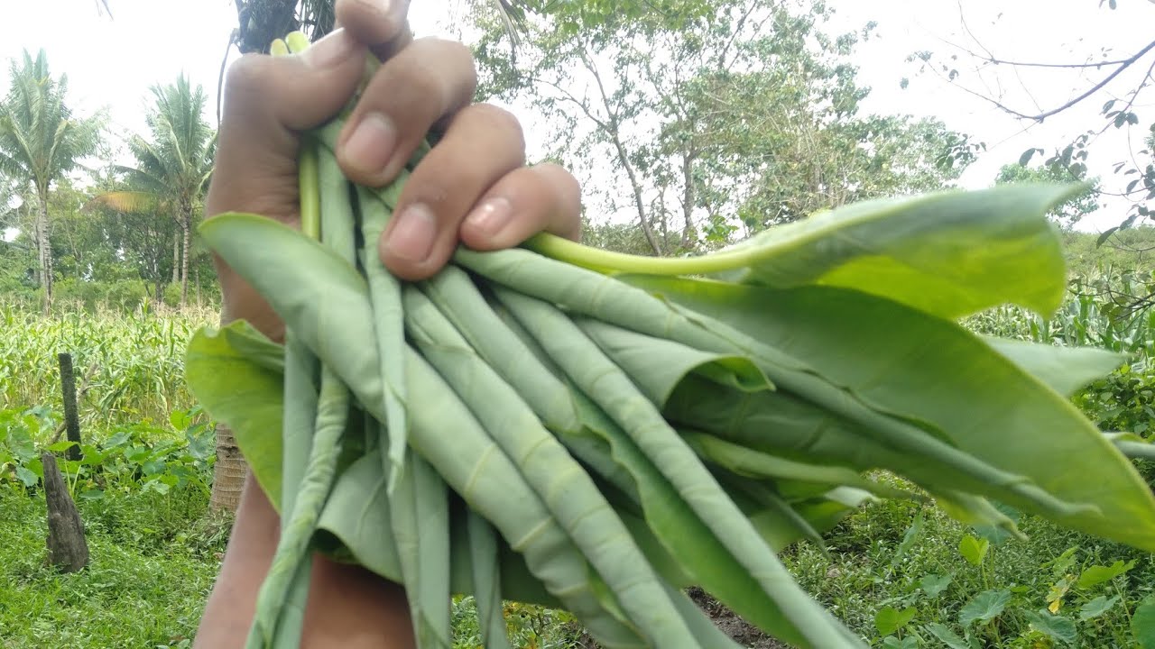 Fresh Gabi Leaves | ABALONG | UDAG | Ulam no problem 😋 #road300subs ...