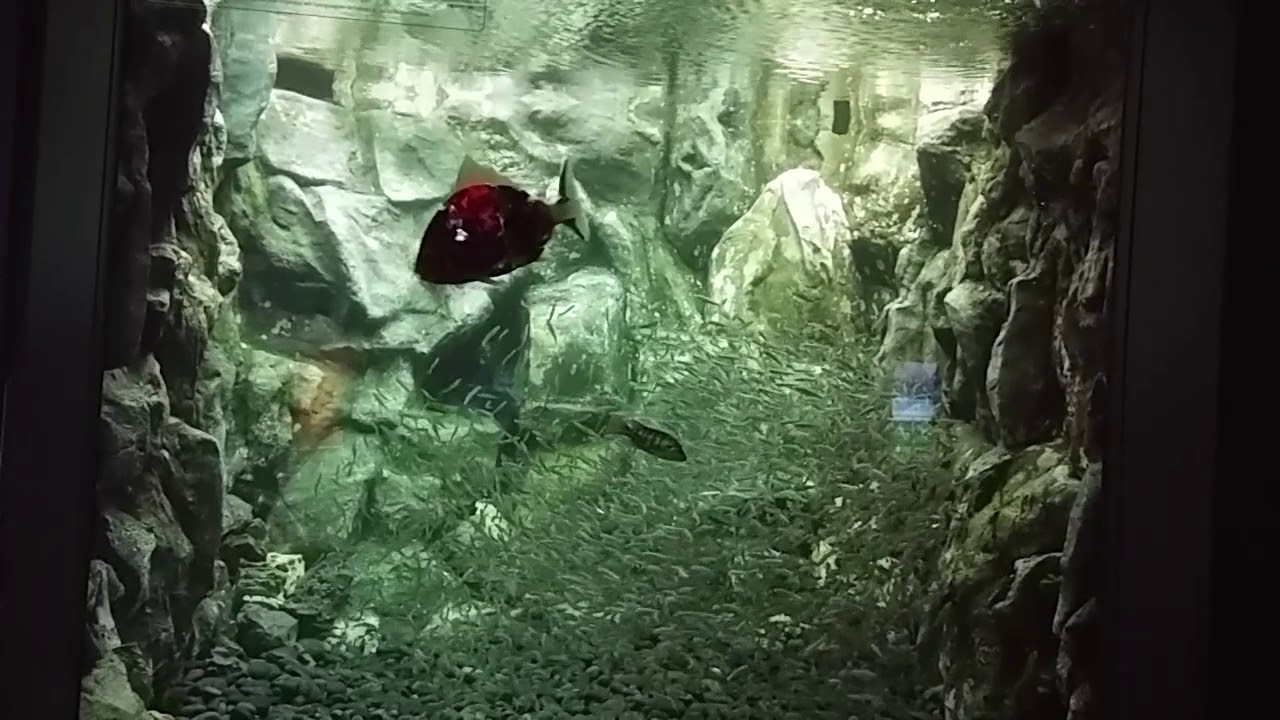 MIRO, the robot fish in Lotte World Aquarium, swimming with real fishes ...