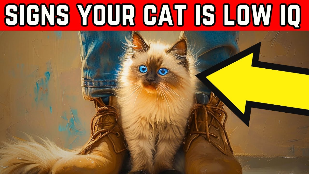 12 Signs Your Cat Has a Low IQ (How To Tell If They're Not Smart) - YouTube