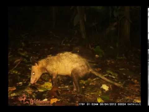 Wildlife of the Cat's Hill Reserve, Trinidad & Tobago - YouTube