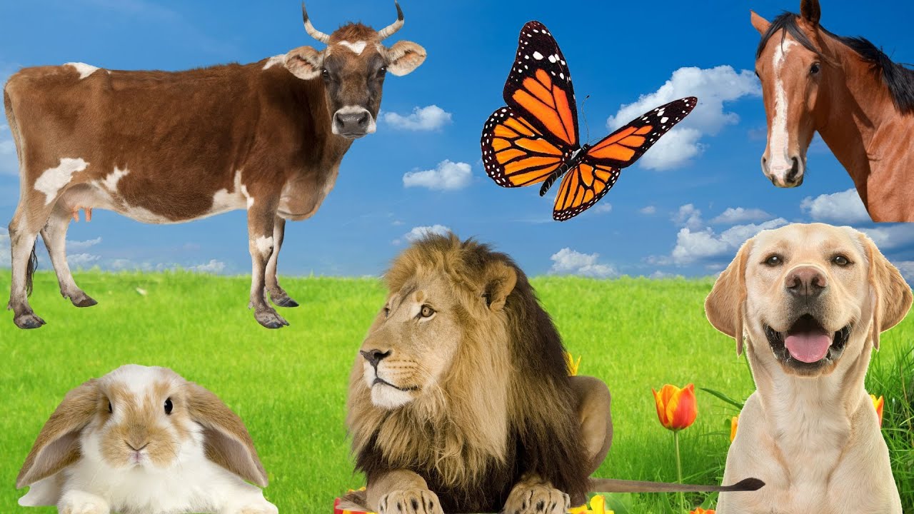 CUTE LITTLE ANIMALS: Tiger, Donkey, Tiger, Bear, Cow, Chicken, Cat ...