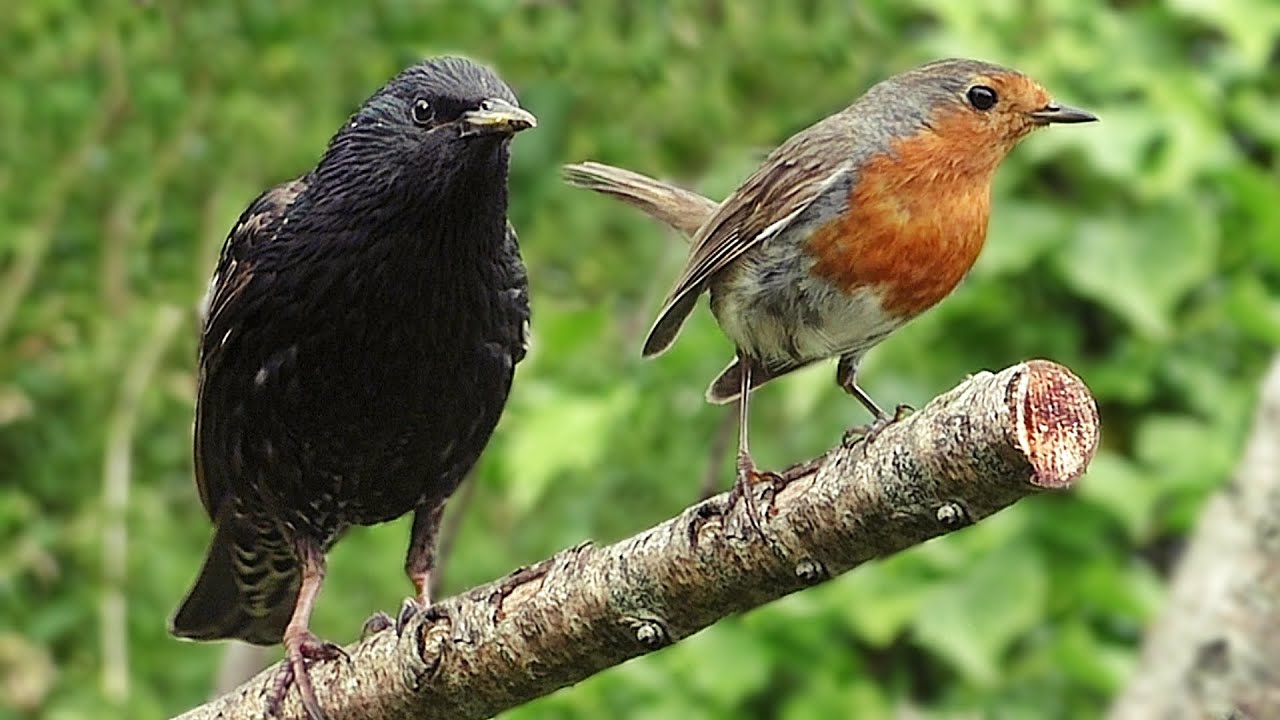 Birds of Britain - Garden Birds Volume 1 : Filmed in Slow Motion - YouTube