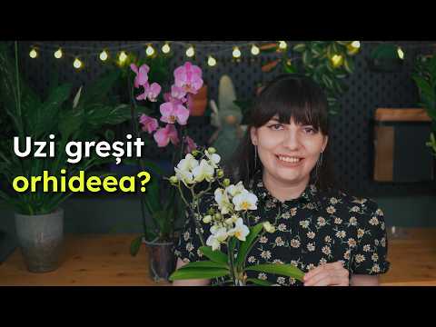 Cum se uda corect o orhidee | Metoda care previne putrezirea radacinilor