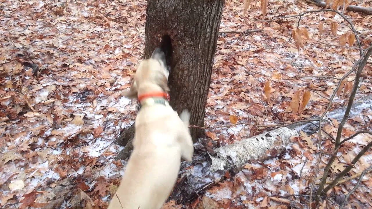 Ringo Ladner Black Mouth Cur, Ringo - YouTube