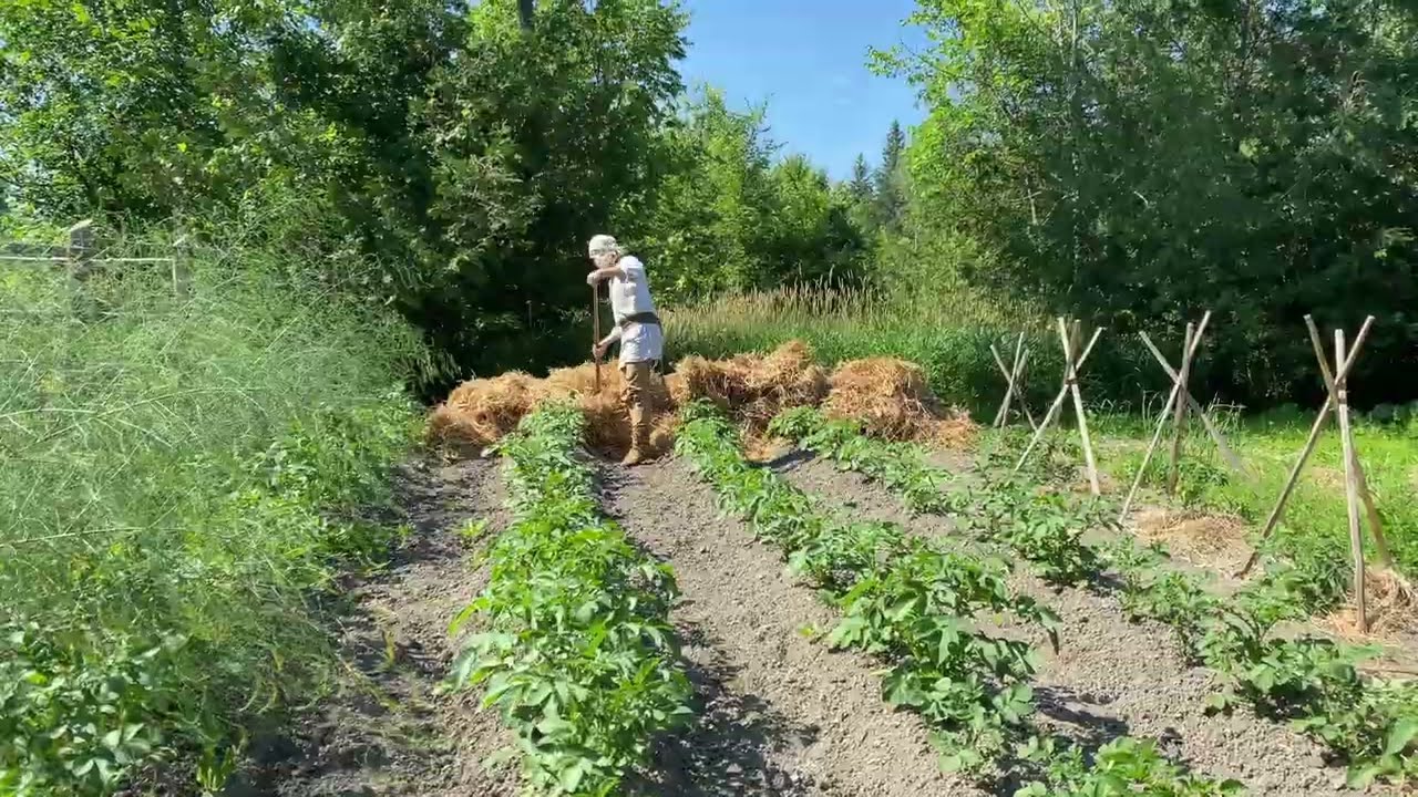 Growing a Garden for Winter Storage | ROOT CELLAR | SELF SUFFICIENCY | FOOD PRESERVATION ...