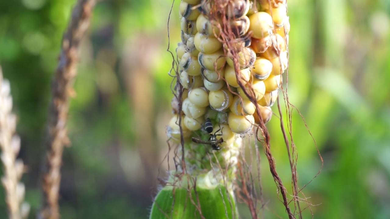 Wasp eating corn pests. - YouTube