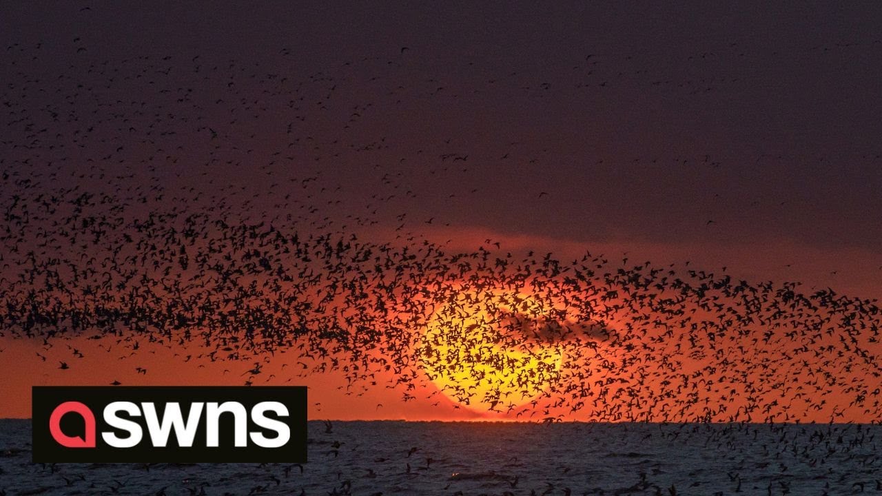 Photographer captures mesmerising sight of thousands of Norfolk wader ...