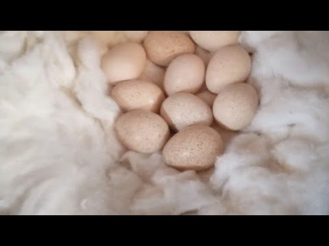 Turkey farming:The ideal nesting box for your Turkeys|amazing poultry ...