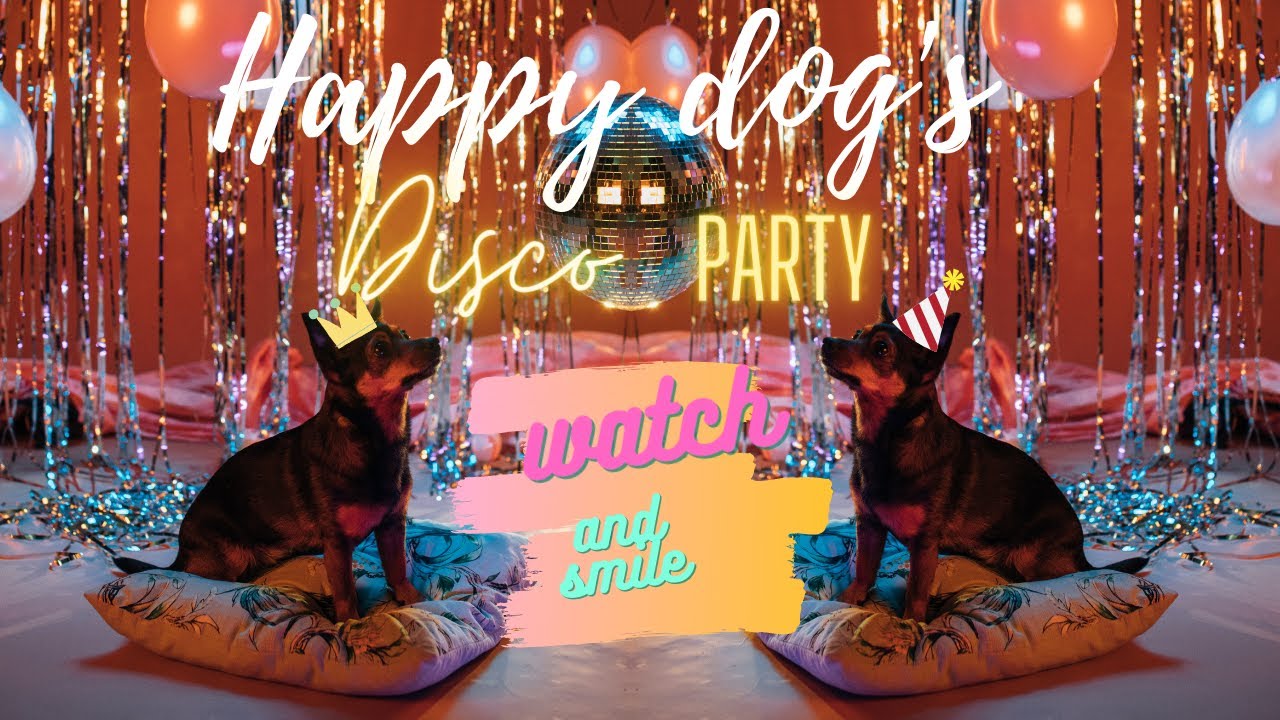 Funny Disco Dog 🎼🌈 | Happy Dog | Dog's Party video🌟 - YouTube