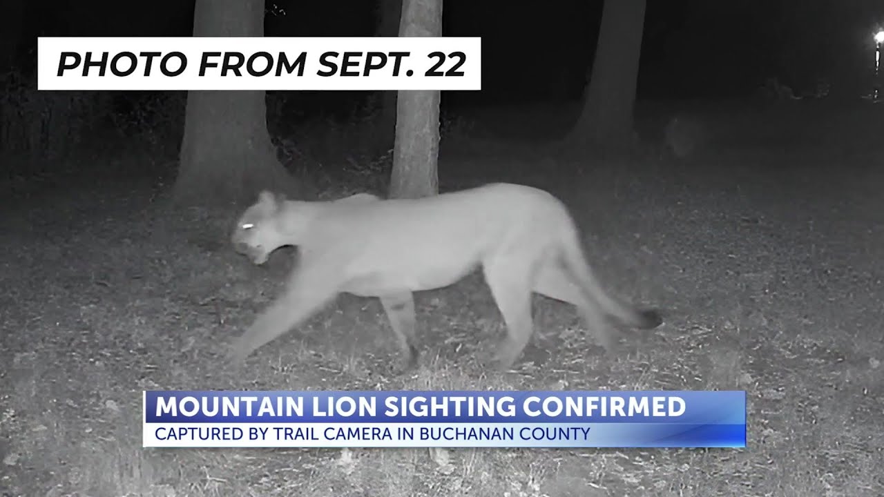 Rare mountain lion sighting confirmed by MDC near St. Joseph - YouTube