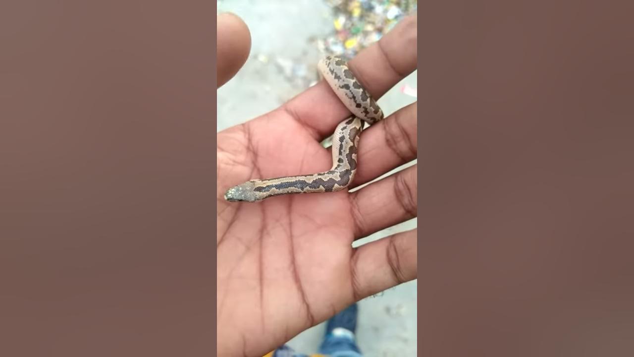 Worlds Smallest Python Youtube
