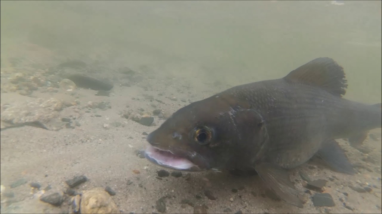 Mongolia 2017 - monster grayling and taimen fishing expedition - YouTube